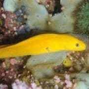Dwarf Yellow Eel - Hawaii - Blue Tang, Clownfish, and Angelfish For ...