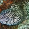 Tesselata Eel for sale | Chainlink Moray Eels for sale online | Cheap Price