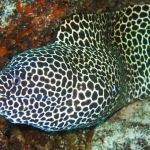 Tesselata Eel for sale | Chainlink Moray Eels for sale online | Cheap Price