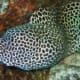 Tesselata Eel for sale | Chainlink Moray Eels for sale online | Cheap Price