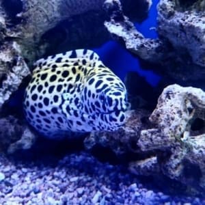 Tesselata Eel for sale | Chainlink Moray Eels for sale online | Cheap Price