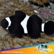blizzard clownfish for sale | baby blizzard clown fish for sale online