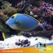 Tang for sale online | buy captive bred tangs for sale near me tang fish