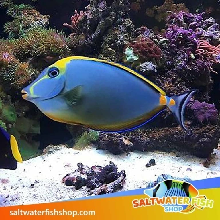 Types of Tangs Types of Surgeonfish Types of Tangs for sale