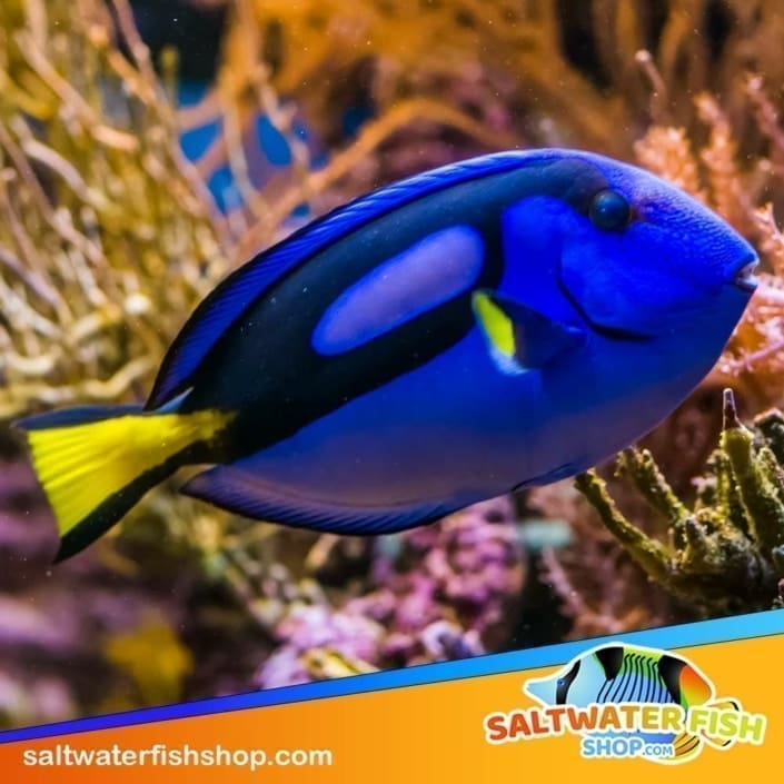 powder blue tang for sale | captive bred powder blue tangs for sale online