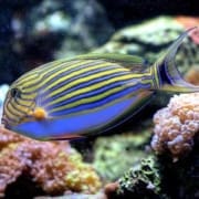 clown tang for sale | captive bred clown tangs for sale online fish store