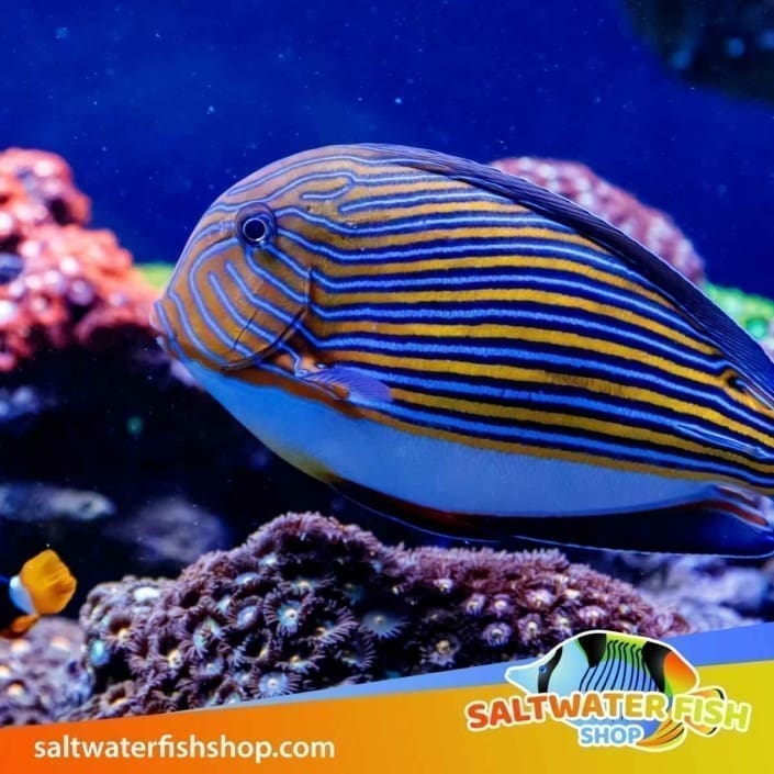 yellow tang for sale online | captive bred yellow tangs for sale