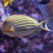 Tang for sale online | buy captive bred tangs for sale near me tang fish