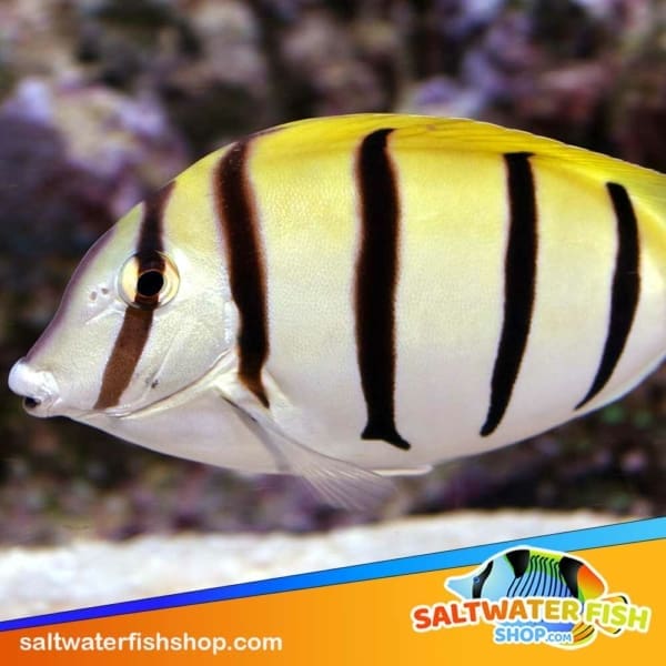 Convict Tang for sale near me | Saltwater Convict Tang fish price
