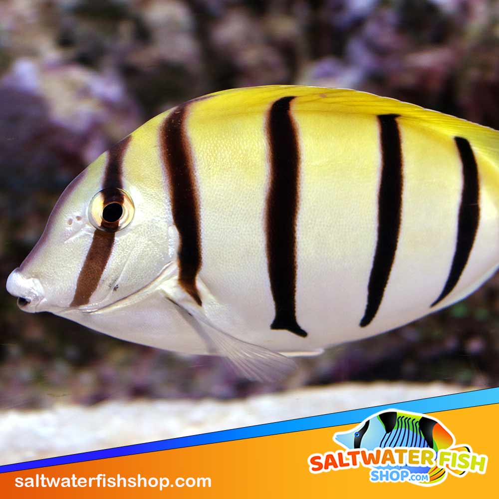 Convict Tang for sale near me | Saltwater Convict Tang fish price