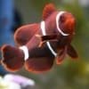 blizzard clownfish for sale | baby blizzard clown fish for sale online