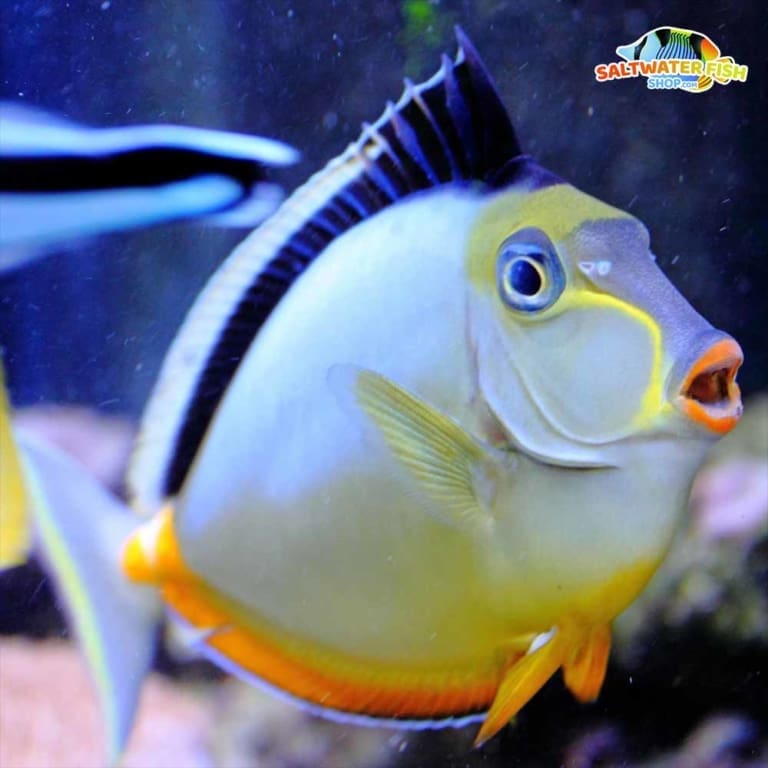 Types of Tangs Types of Surgeonfish Types of Tangs for sale