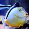 Tang for sale online | buy captive bred tangs for sale near me tang fish