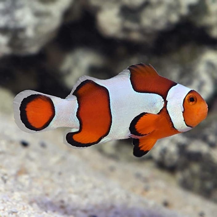 Black Storm clownfish for sale | baby black storm clown fish for sale