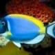 powder blue tang for sale | captive bred powder blue tangs for sale online