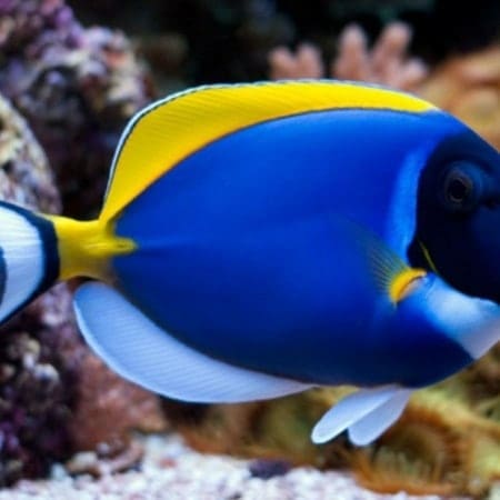 powder blue tang for sale | captive bred powder blue tangs for sale online