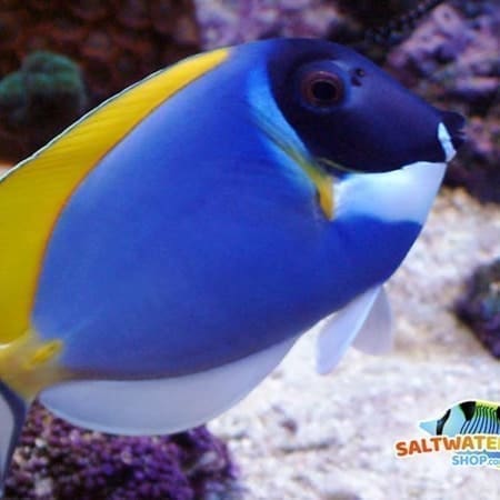 powder blue tang for sale | captive bred powder blue tangs for sale online