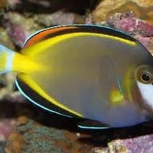 powder brown tang for sale | powder brown tangs for sale online fish store