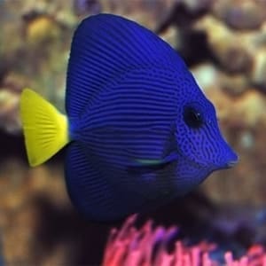 purple tang for sale | purple tangs for sale online fish store ...