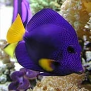 Tang for sale online | buy captive bred tangs for sale near me tang fish