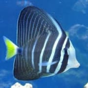 Tang for sale online | buy captive bred tangs for sale near me tang fish