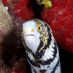 Snowflake eel for sale online Snow flake eels for sale saltwater fish