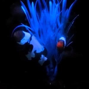 Snowflake Clownfish - Phantom Captive Bred - Blue Tang, Clownfish, and ...