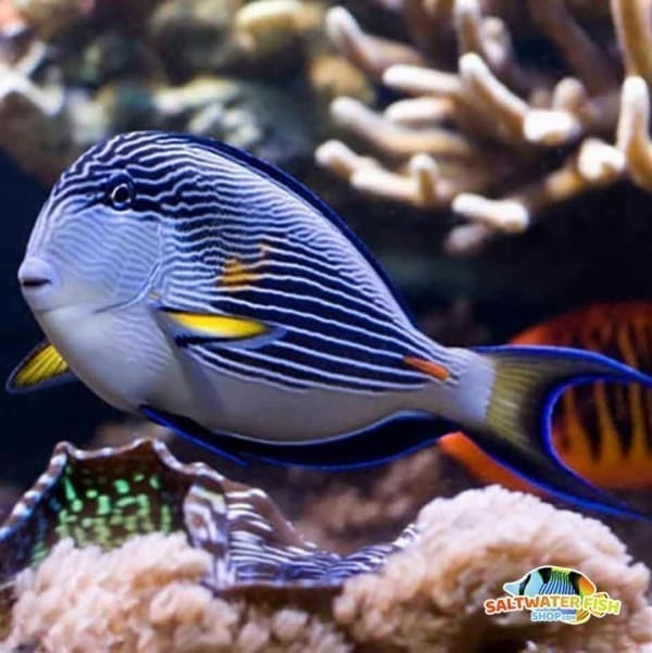 Sohal tang for sale | captive bred sohal tangs for sale online surgeonfish