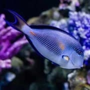 Tang for sale online | buy captive bred tangs for sale near me tang fish
