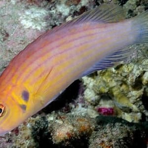 eight line wrasse for sale | 8 lined wrasse for sale near me | marine fish