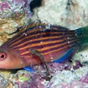 eight line wrasse for sale | 8 lined wrasse for sale near me | marine fish