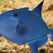 Niger Triggerfish for sale | Niger trigger for sale online fish store