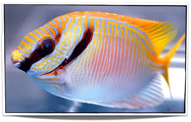 Scribbled Rabbitfish for sale | Scribbled Rabbit Fish for sale near me