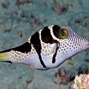 Valentini puffer for sale | Valentini pufferfish for sale online near me