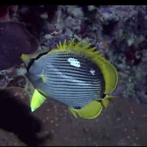 Blackback Butterfly - Blue Tang, Clownfish, and Angelfish For Sale ...