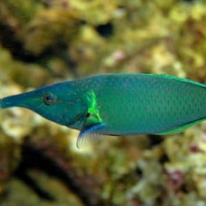 Brown Bird Wrasse for sale - Blue Tang, Clownfish, and Angelfish For ...