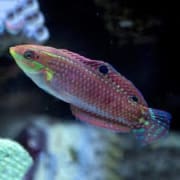 Christmas Wrasse for sale online | Buy saltwater wrasse fish for sale cheap
