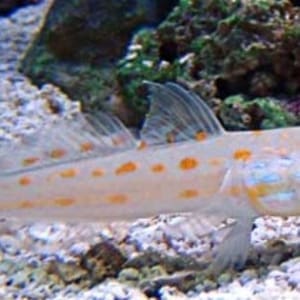 Diamond Goby - Blue Tang, Clownfish, and Angelfish For Sale Online ...