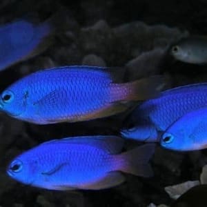 Electric Blue Damsel for sale - Blue Tang, Clownfish, and Angelfish For ...