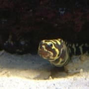 Engineer goby for sale online | Buy engineer goby fish for sale near me