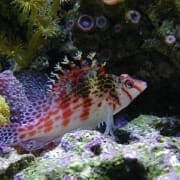 Falco Hawkfish - Blue Tang, Clownfish, and Angelfish For Sale Online ...