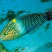 Green Coris Wrasse for sale | saltwater wrasse for sale online | marine ...