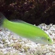 Green Coris Wrasse for sale | saltwater wrasse for sale online | marine ...