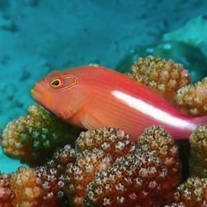 Arc Eye Hawkfish for sale - Blue Tang, Clownfish, and Angelfish For ...