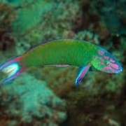 Lunare Wrasse for sale | Lyretail wrasse for sale | Saltwater fish for sale