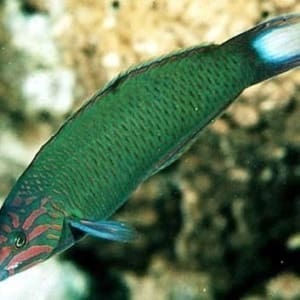 Lunare Wrasse for sale | Lyretail wrasse for sale | Saltwater fish for sale