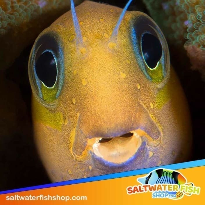 Midas blenny for sale golden midas blenny fish for sale online store