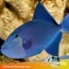 Niger Triggerfish for sale | Niger trigger for sale online fish store