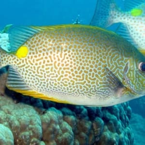 Orange spot rabbitfish for sale online | orange spotted rabbit fish for ...