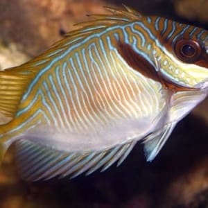Virgate Rabbitfish - Blue Tang, Clownfish, and Angelfish For Sale ...